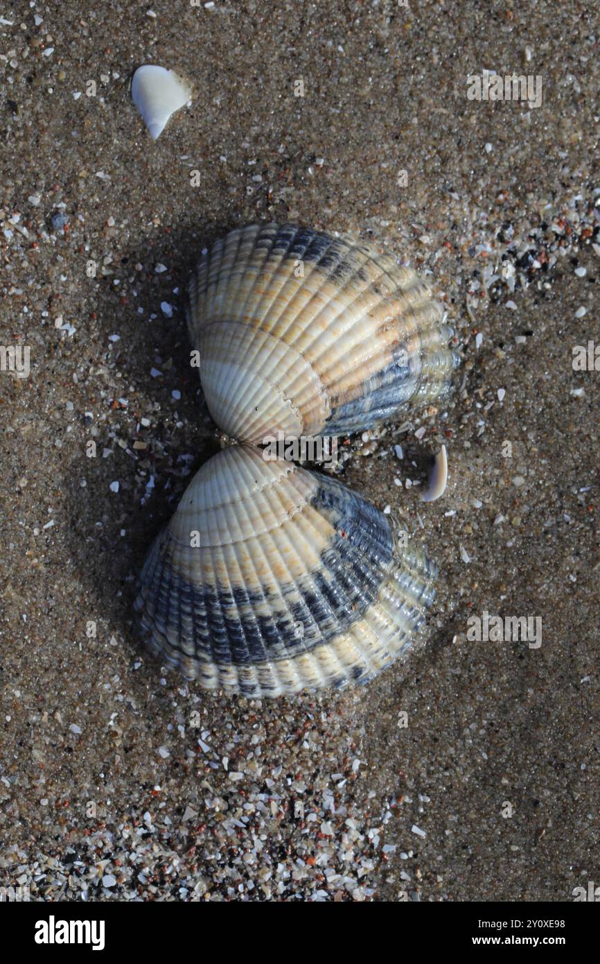 Common Cockle (Cerastoderma edule) Mollusca Stock Photo - Alamy