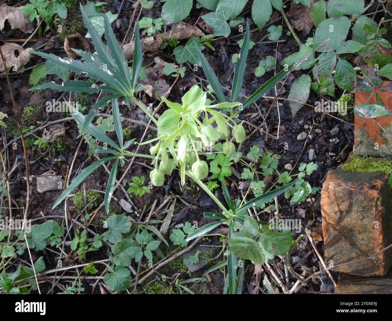 Stinking hellebore (Helleborus foetidus) Plantae Stock Photo - Alamy