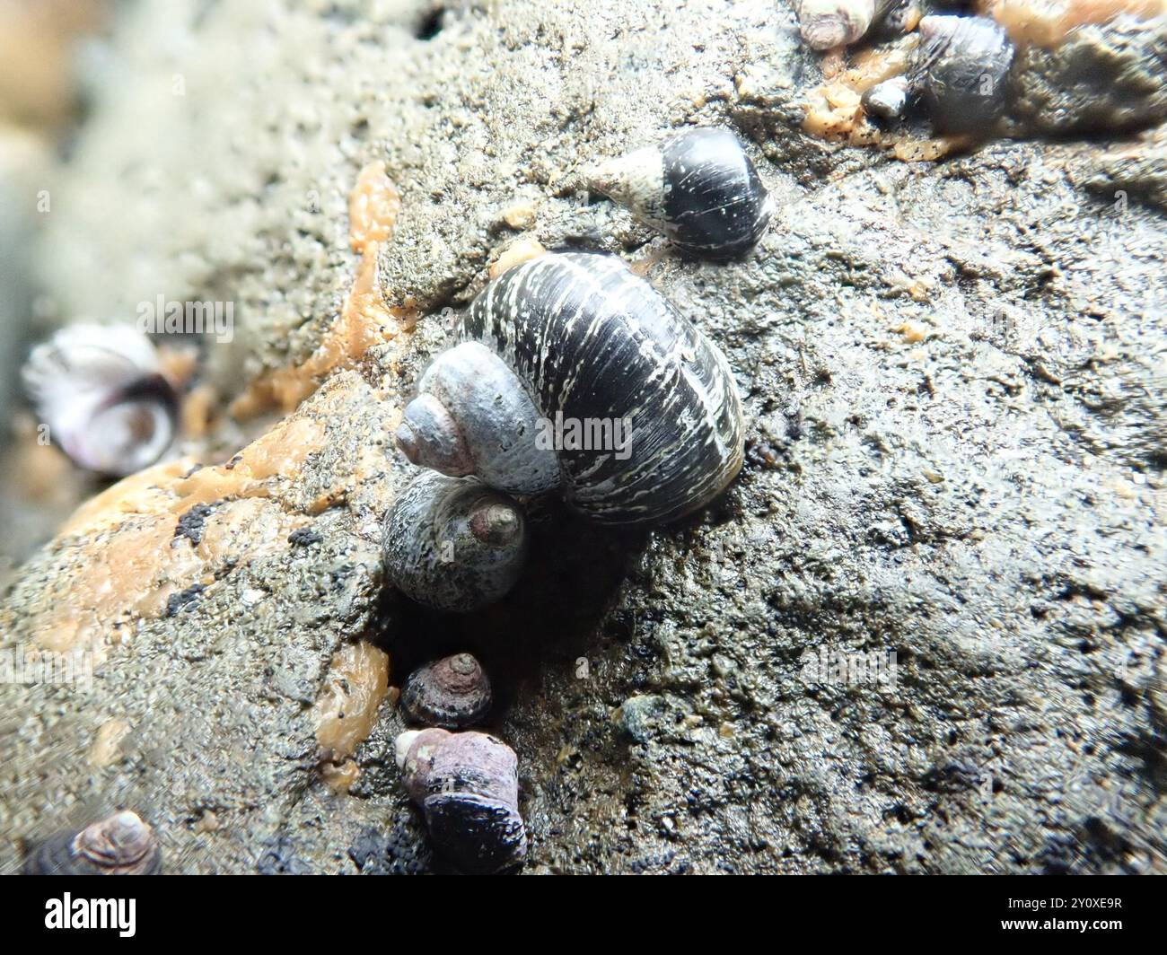 Sitka Periwinkle (Littorina sitkana) Mollusca Stock Photo - Alamy