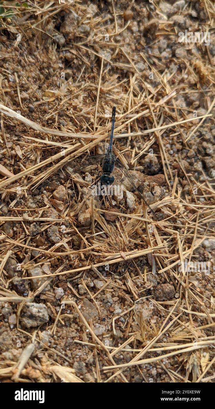 Chalky Percher (Diplacodes trivialis) Insecta Stock Photo - Alamy
