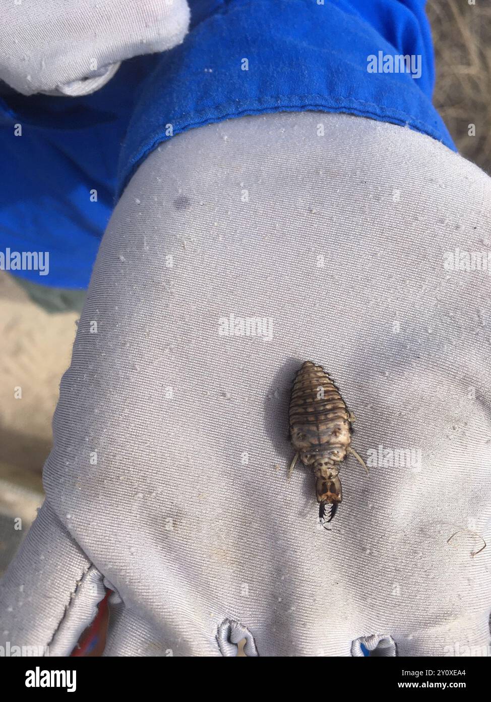 (Vella americana) Insecta Stock Photo - Alamy