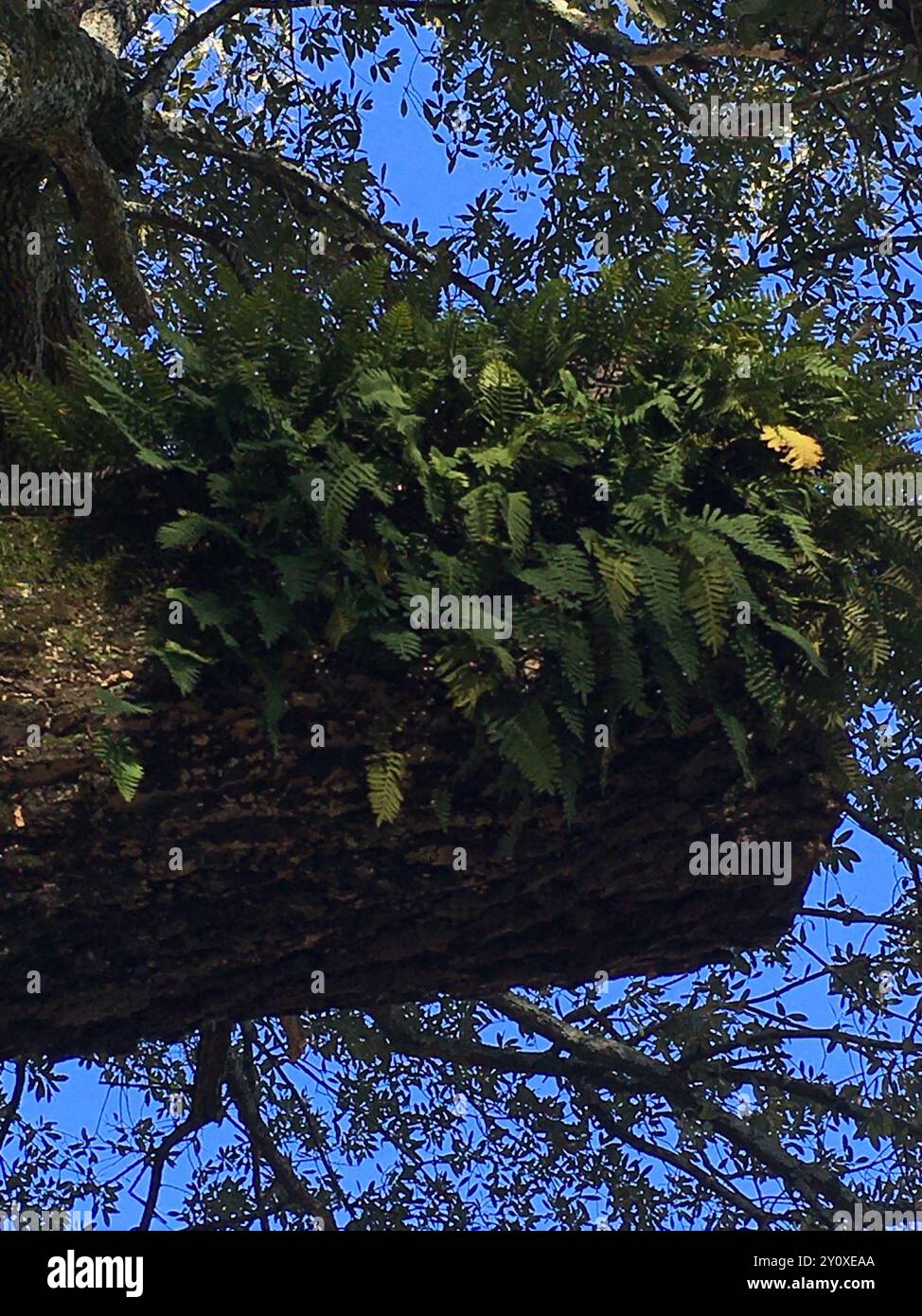 resurrection fern (Pleopeltis michauxiana) Plantae Stock Photo - Alamy