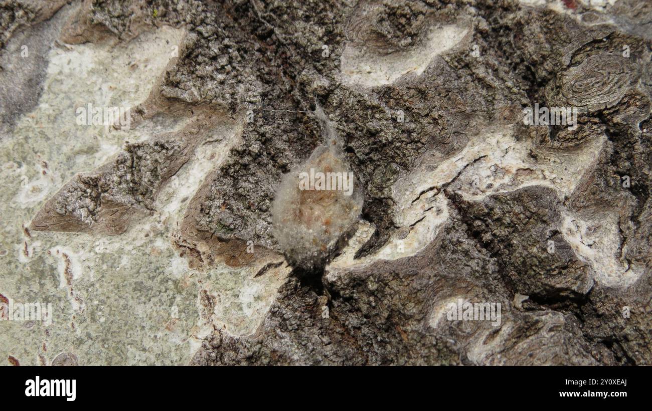 Spiders (Araneae) Arachnida Stock Photo - Alamy