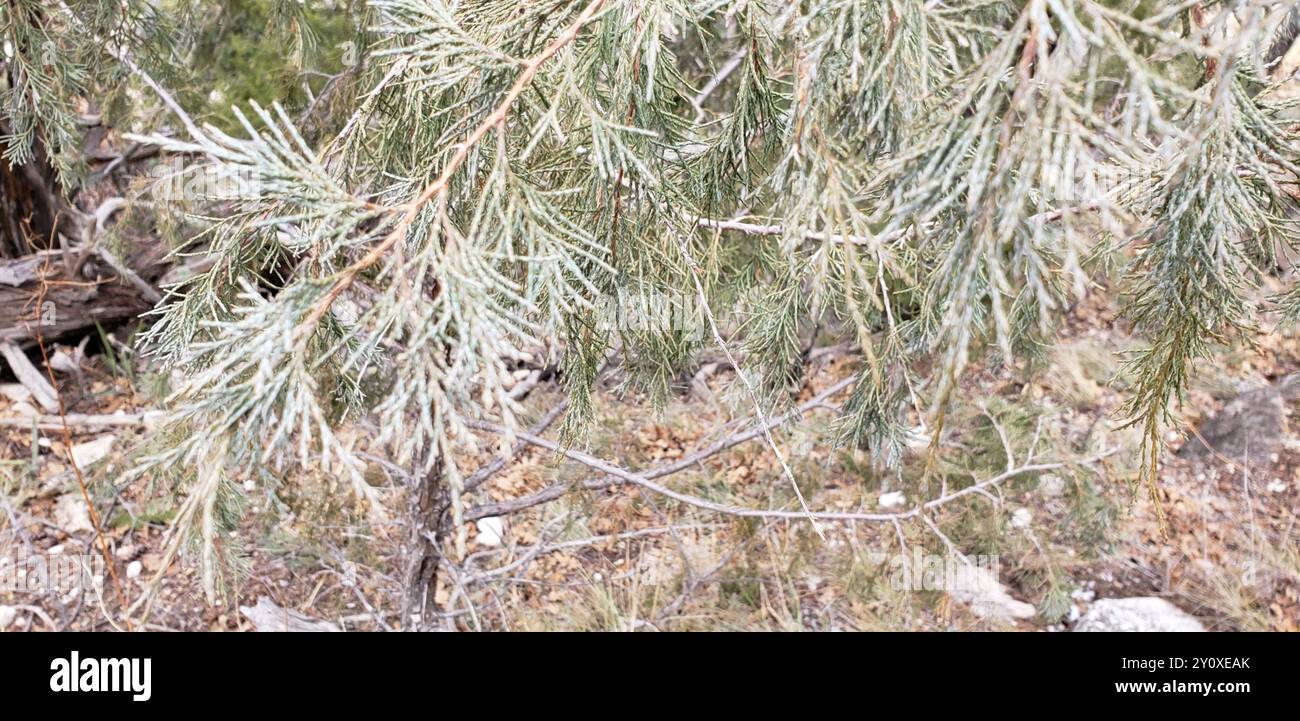 junipers (Juniperus) Plantae Stock Photo - Alamy
