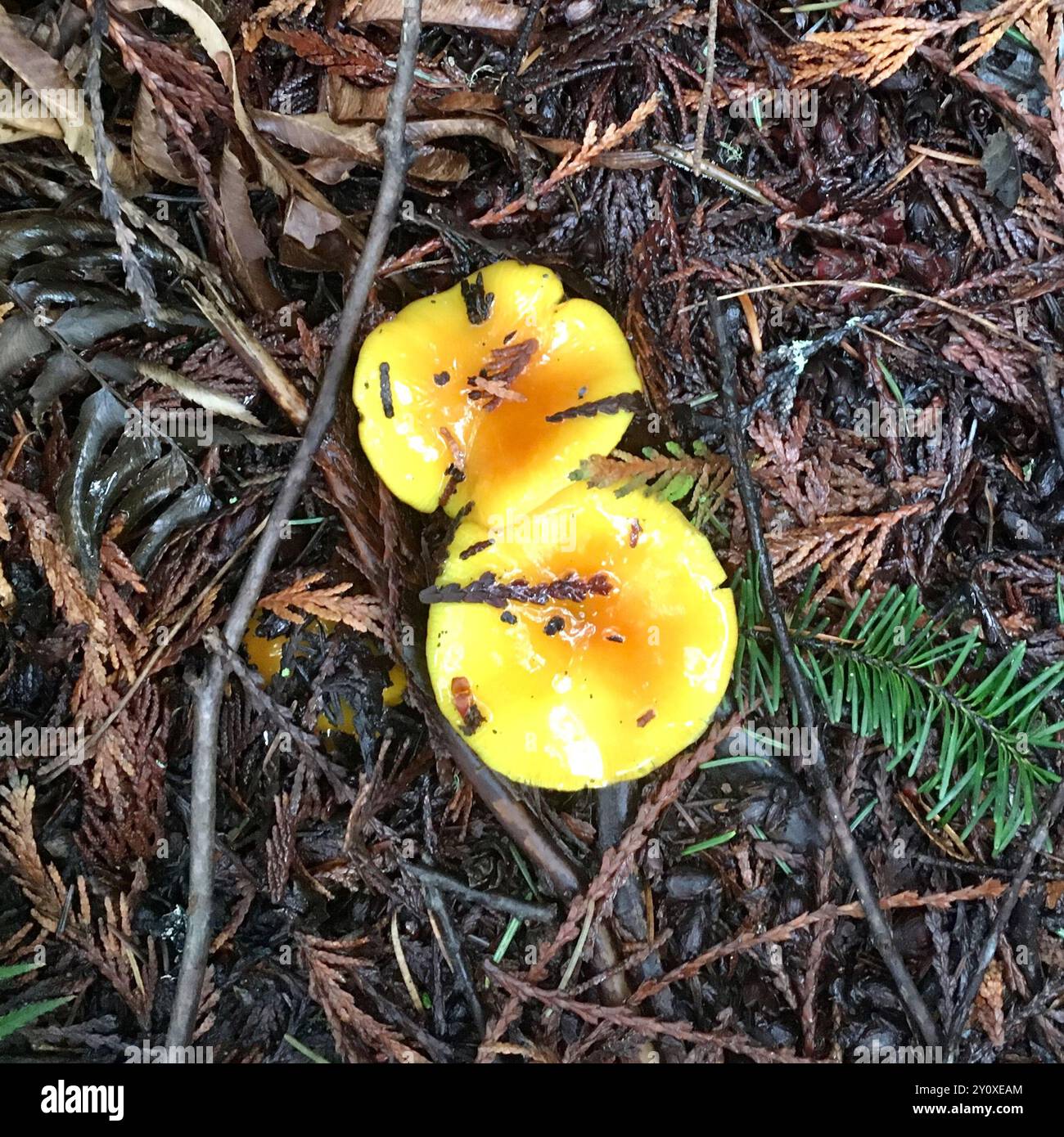 Golden Waxy Cap (Hygrocybe flavescens) Fungi Stock Photo - Alamy