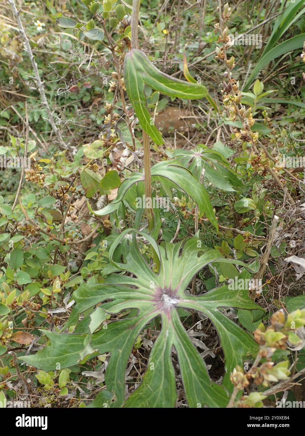 (Syneilesis hayatae) Plantae Stock Photo - Alamy