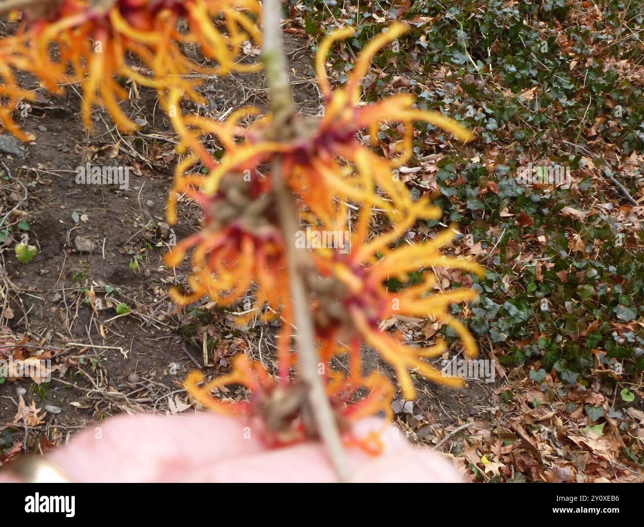 american witch-hazel (Hamamelis virginiana) Plantae Stock Photo - Alamy