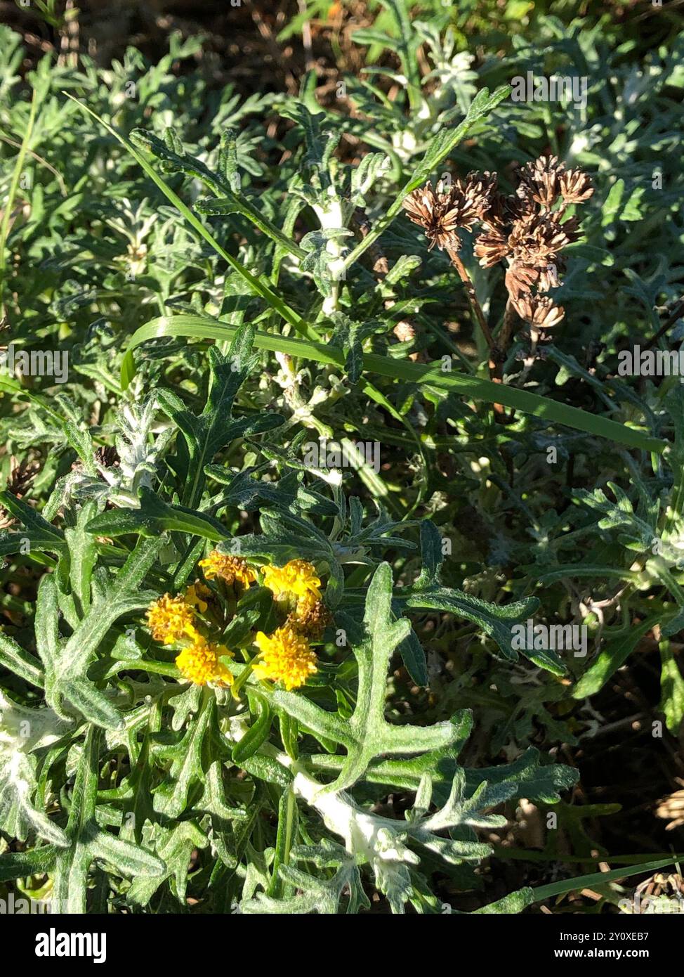 seaside woolly sunflower (Eriophyllum staechadifolium) Plantae Stock ...