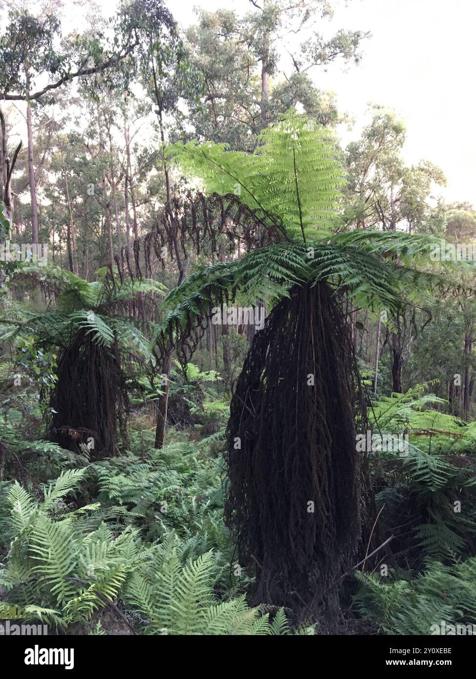 rough tree-fern (Cyathea australis) Plantae Stock Photo - Alamy