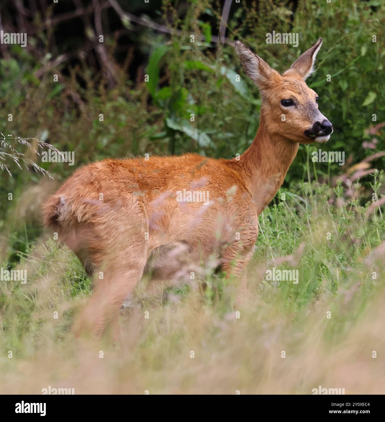 A Roe Deer doe (Capreolus capreolus) in the Cotswold Hills ...