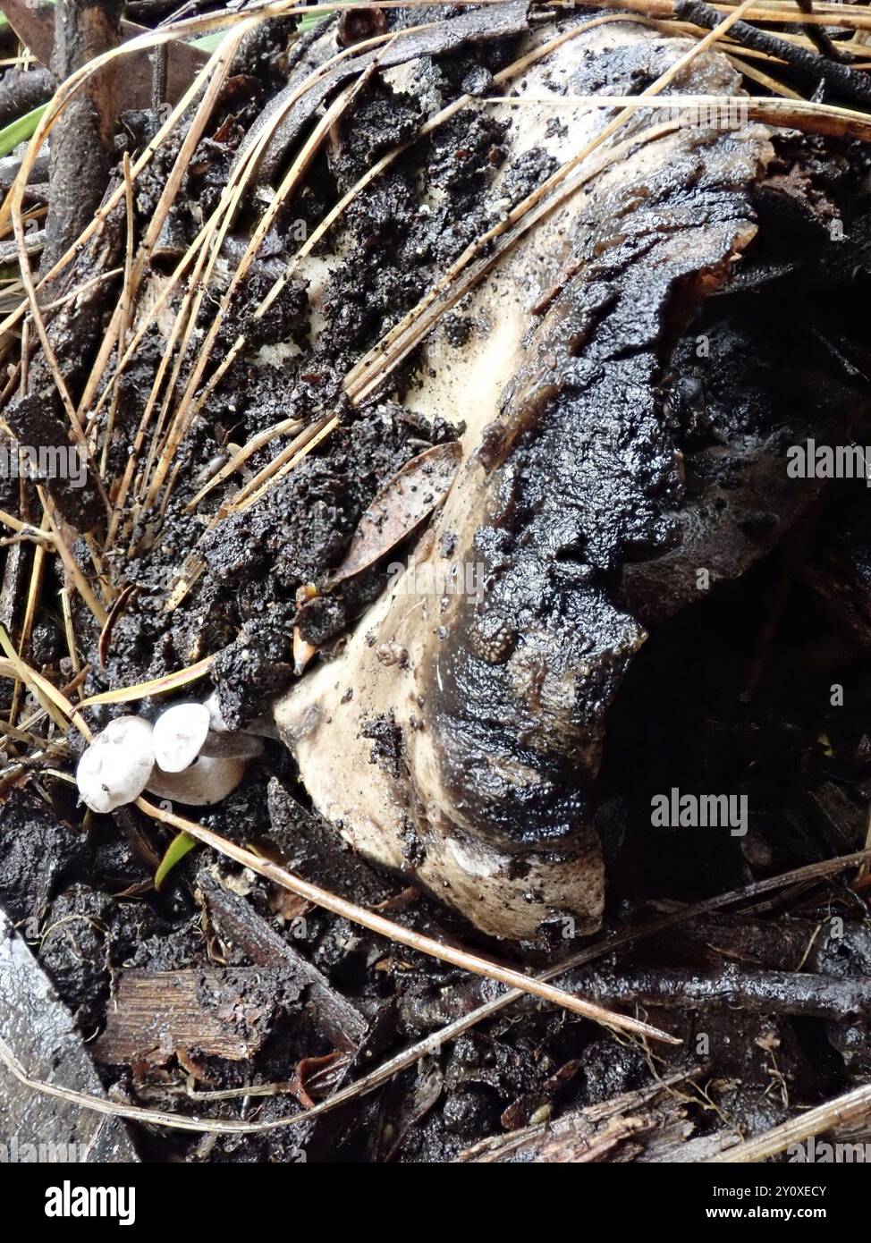 Grey Jockey (Asterophora mirabilis) Fungi Stock Photo - Alamy