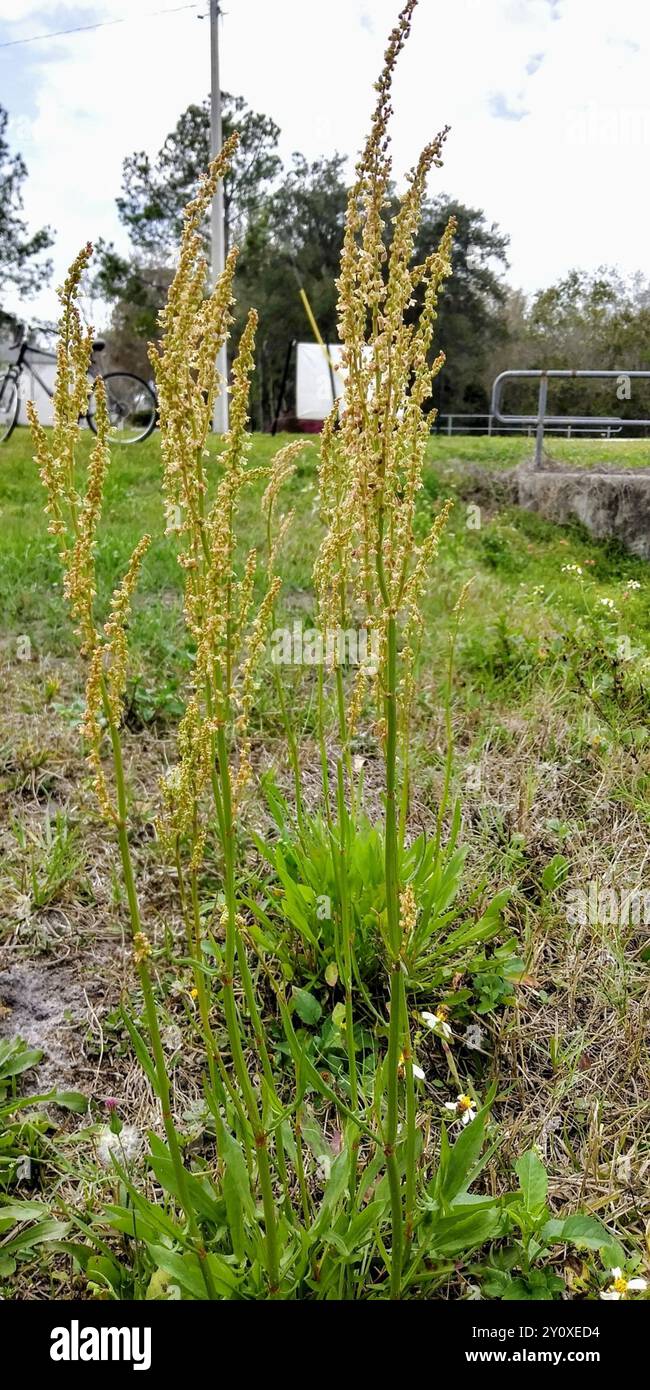 Hastate-leaved dock (Rumex hastatulus) Plantae Stock Photo - Alamy