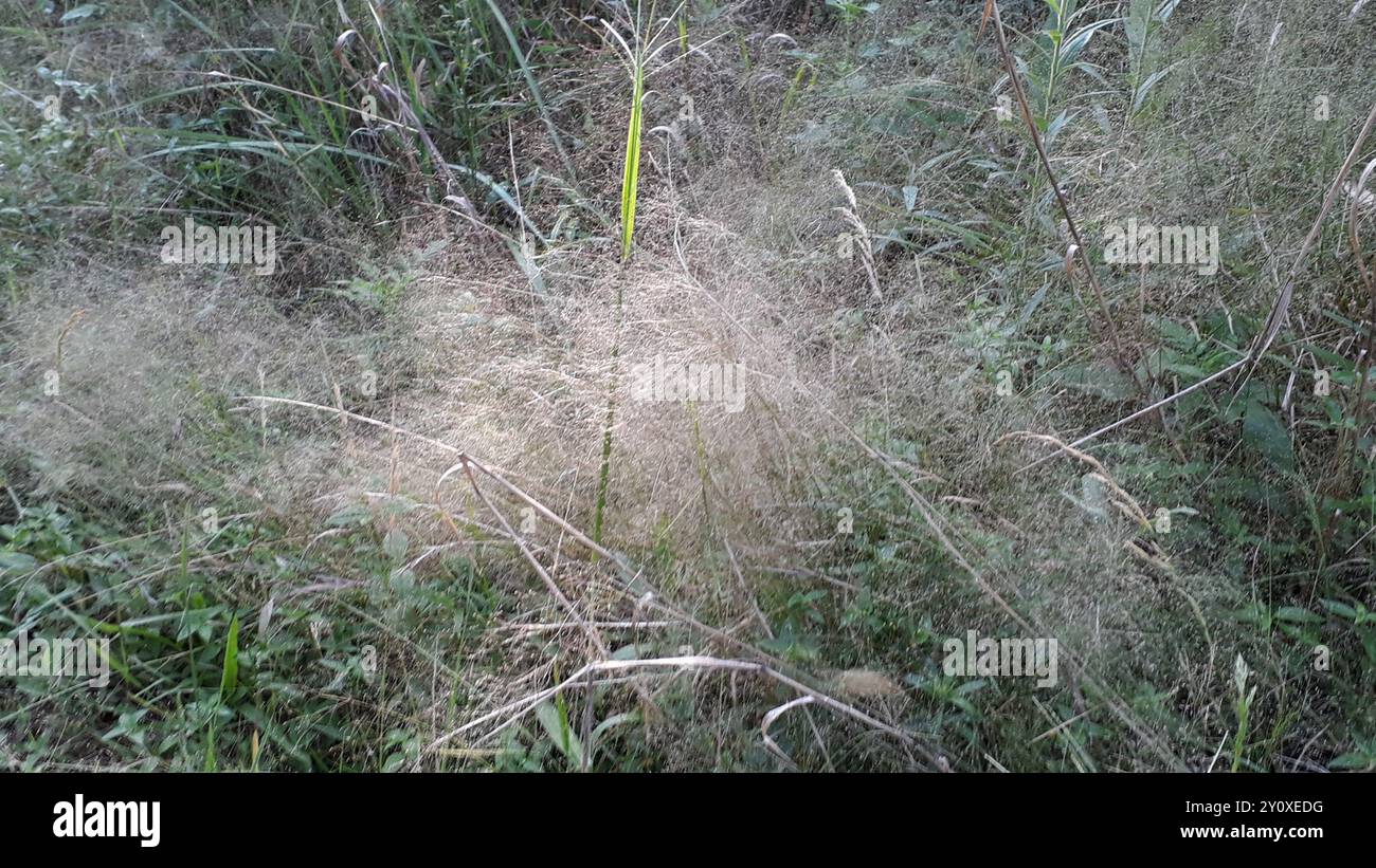 (Eragrostis airoides) Plantae Stock Photo - Alamy