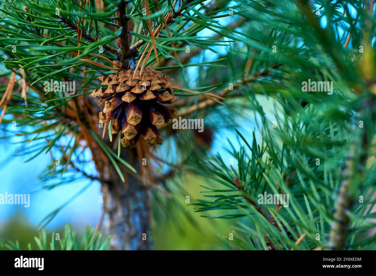 an evergreen coniferous tree that has clusters of long needle shaped ...