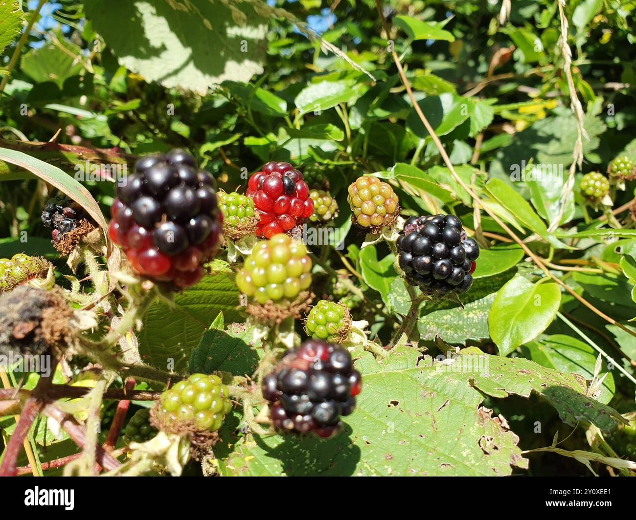 brambles (Rubus) Plantae Stock Photo - Alamy