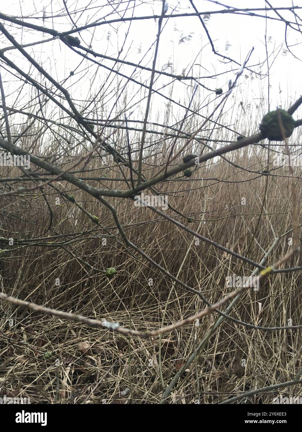 bacterial crown gall (Agrobacterium radiobacter Stock Photo - Alamy