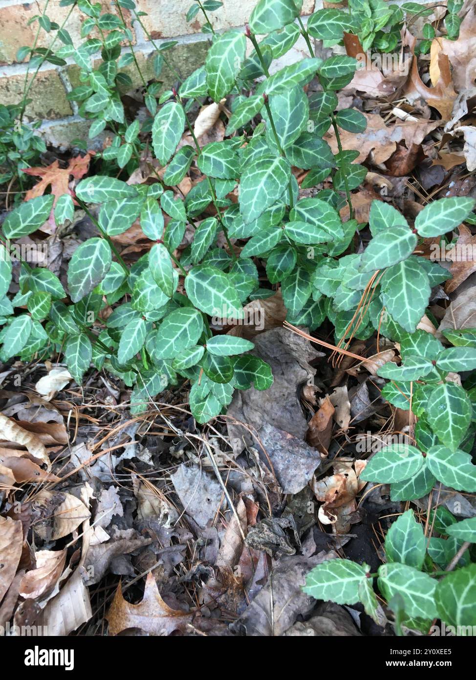 fortune's spindle (Euonymus fortunei) Plantae Stock Photo - Alamy
