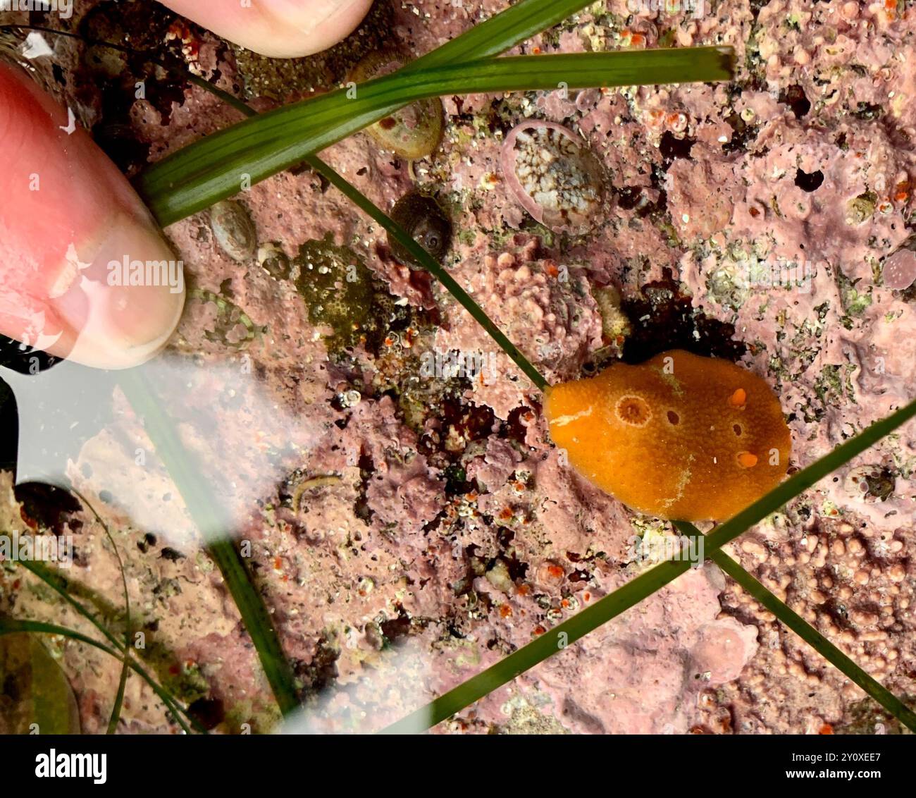Red Aldisa (Aldisa sanguinea) Mollusca Stock Photo - Alamy