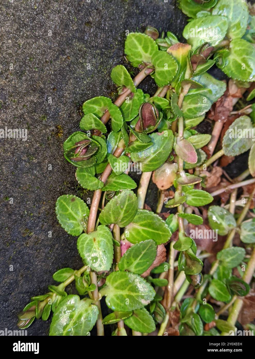 vascular plants (Tracheophyta) Plantae Stock Photo - Alamy