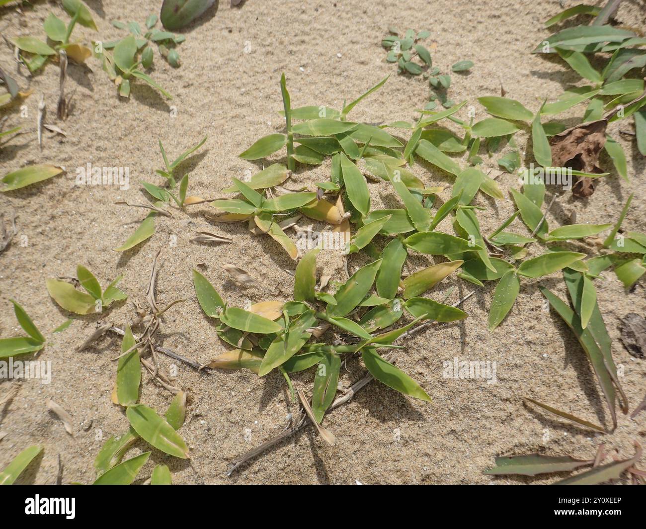 Tropical Beachgrass (Thuarea involuta) Plantae Stock Photo - Alamy