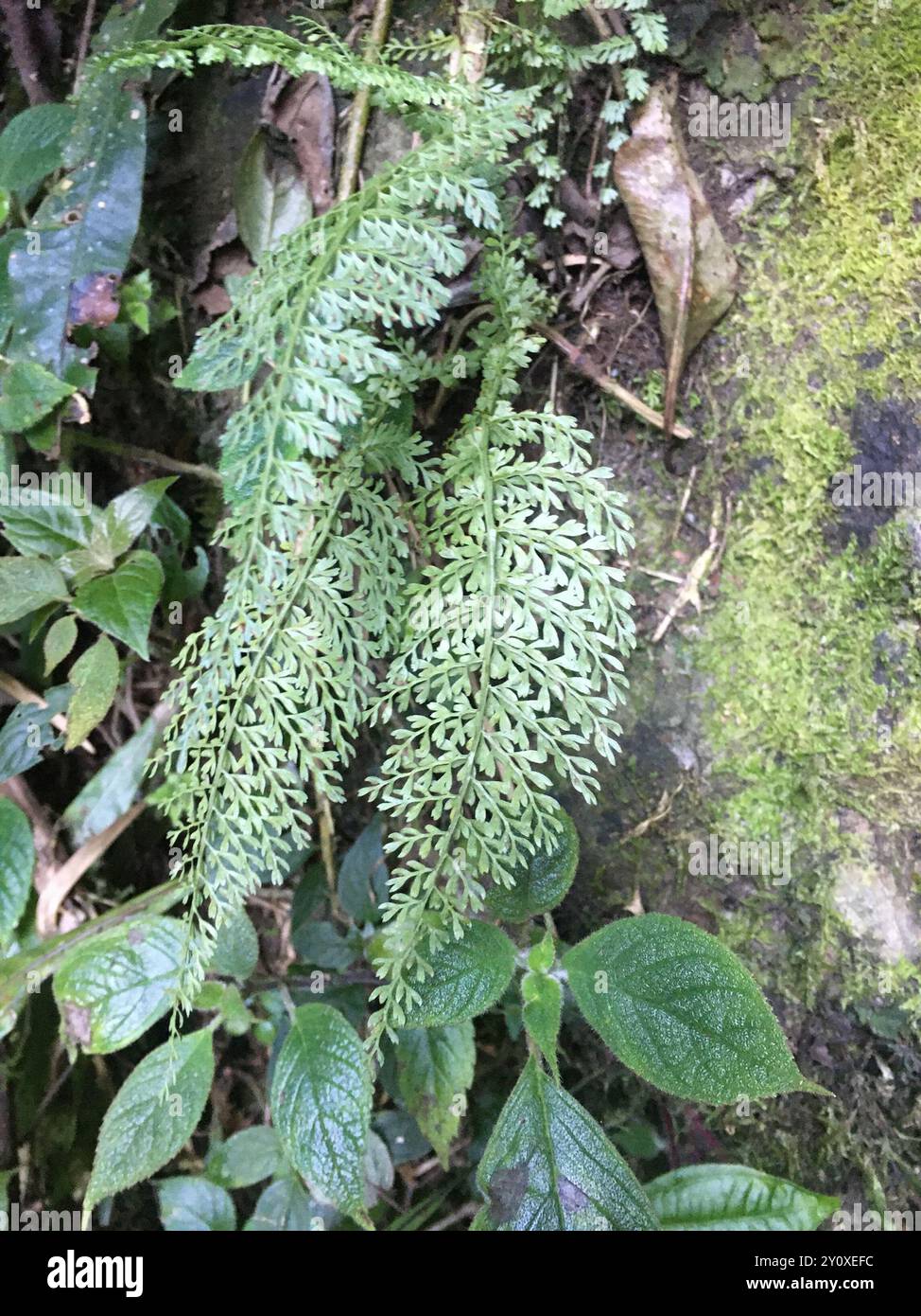 ferns (Polypodiopsida) Plantae Stock Photo - Alamy