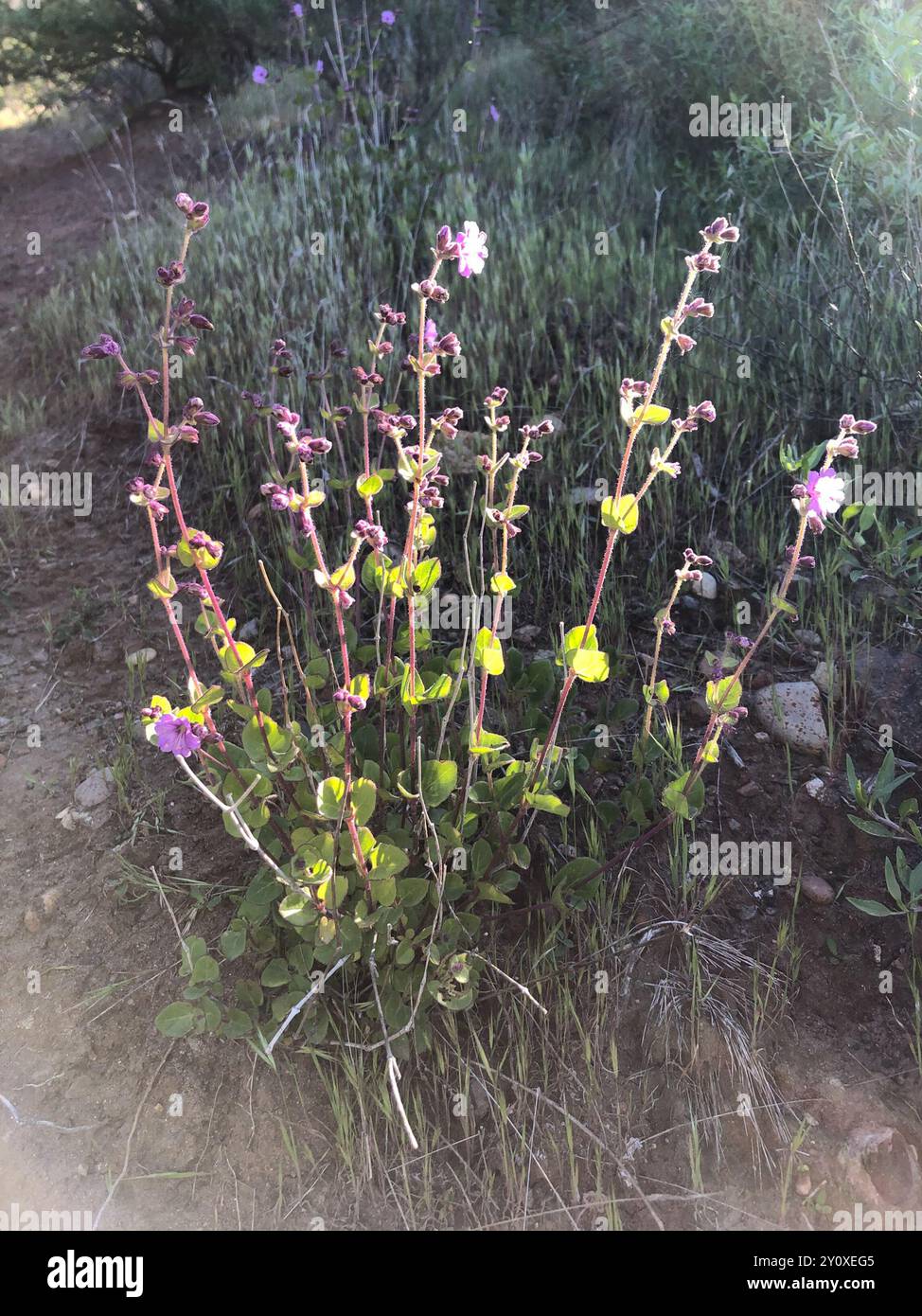 California Four o'Clock (Mirabilis laevis crassifolia) Plantae Stock ...