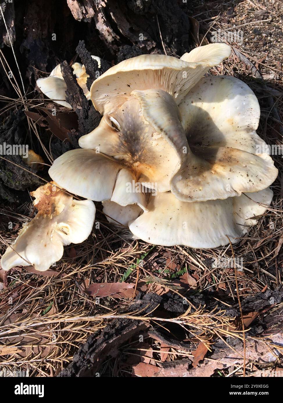 ghost fungus (Omphalotus nidiformis) Fungi Stock Photo - Alamy