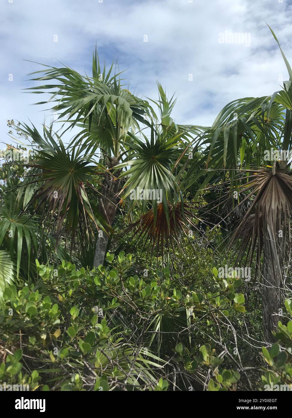 Florida Thatch Palm (Thrinax radiata) Plantae Stock Photo - Alamy