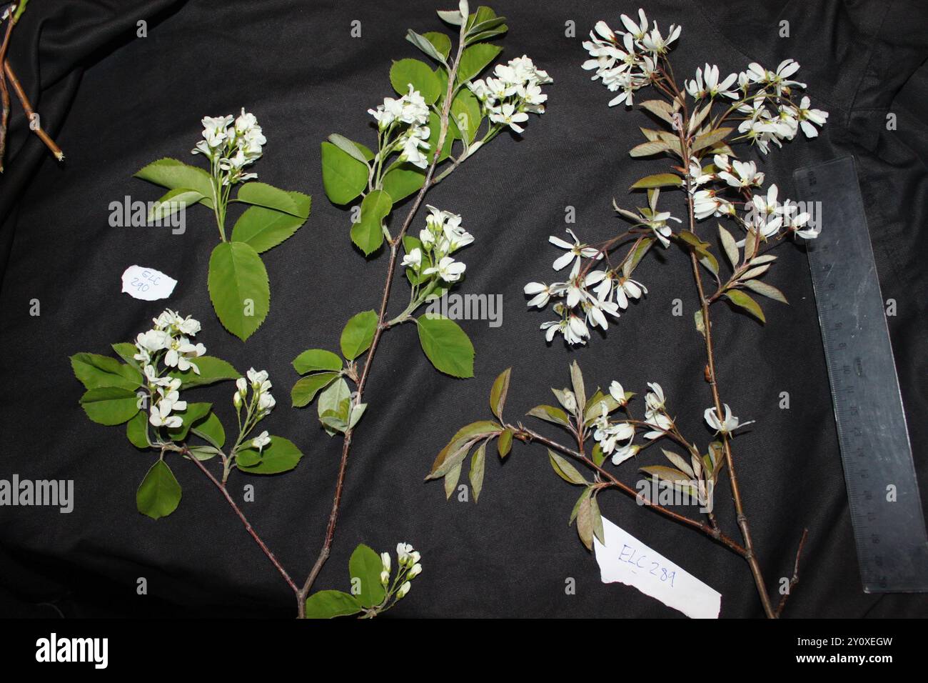 common serviceberry (Amelanchier arborea) Plantae Stock Photo - Alamy