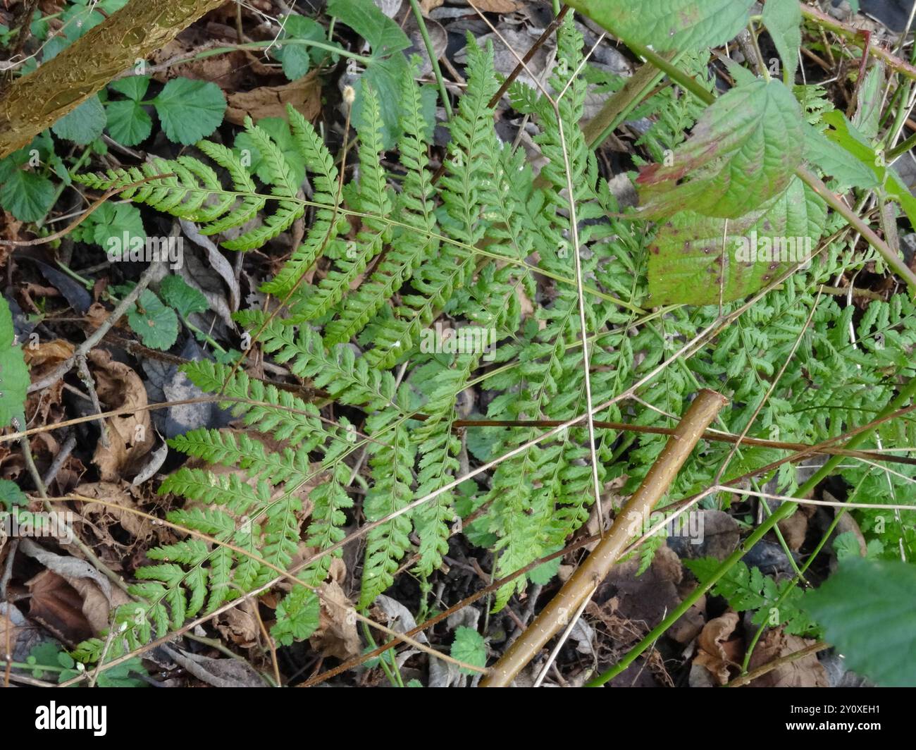 common bracken (Pteridium aquilinum) Plantae Stock Photo - Alamy