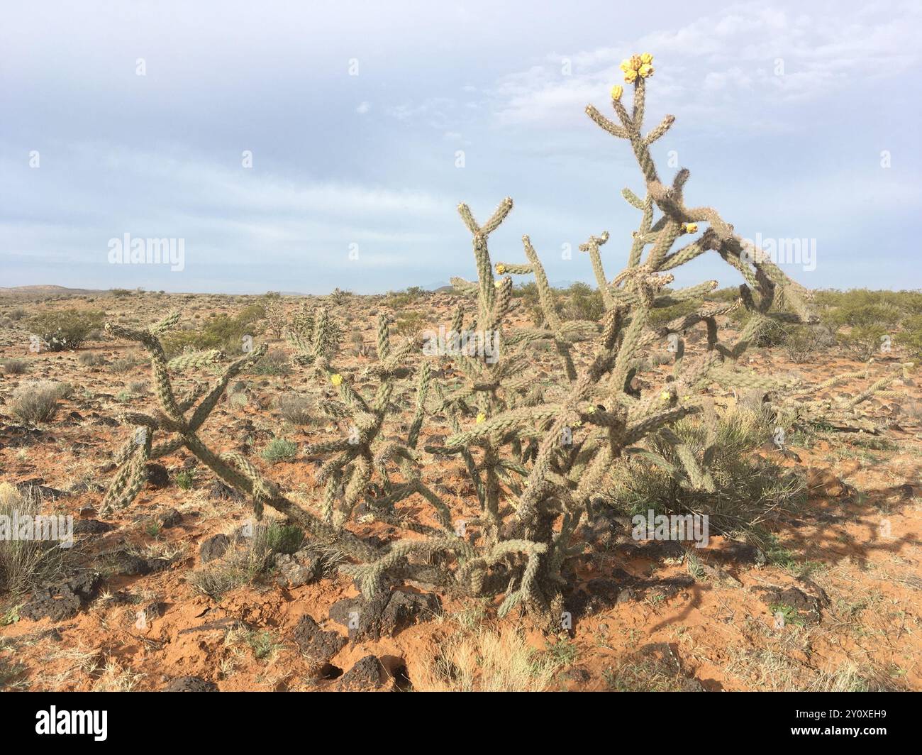 tree cholla (Cylindropuntia imbricata) Plantae Stock Photo - Alamy