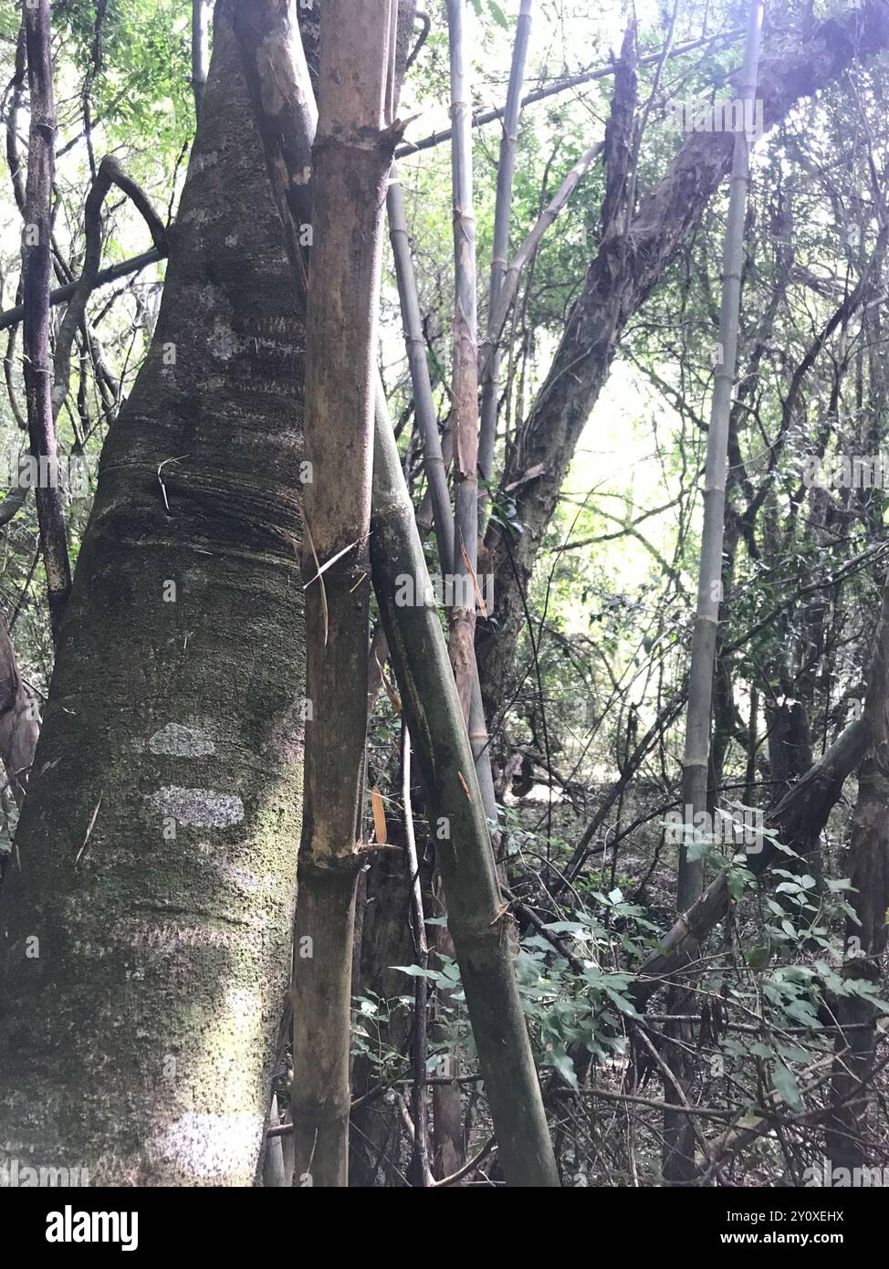 Guadua trinii hi-res stock photography and images - Alamy