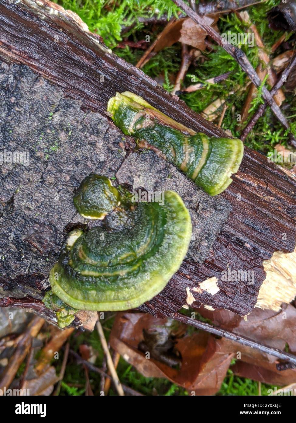 Lumpy Bracket (Trametes gibbosa) Fungi Stock Photo - Alamy