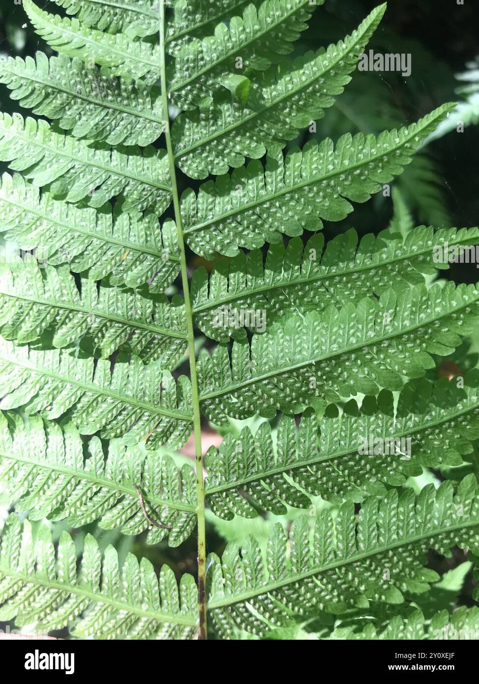 ferns (Polypodiopsida) Plantae Stock Photo - Alamy