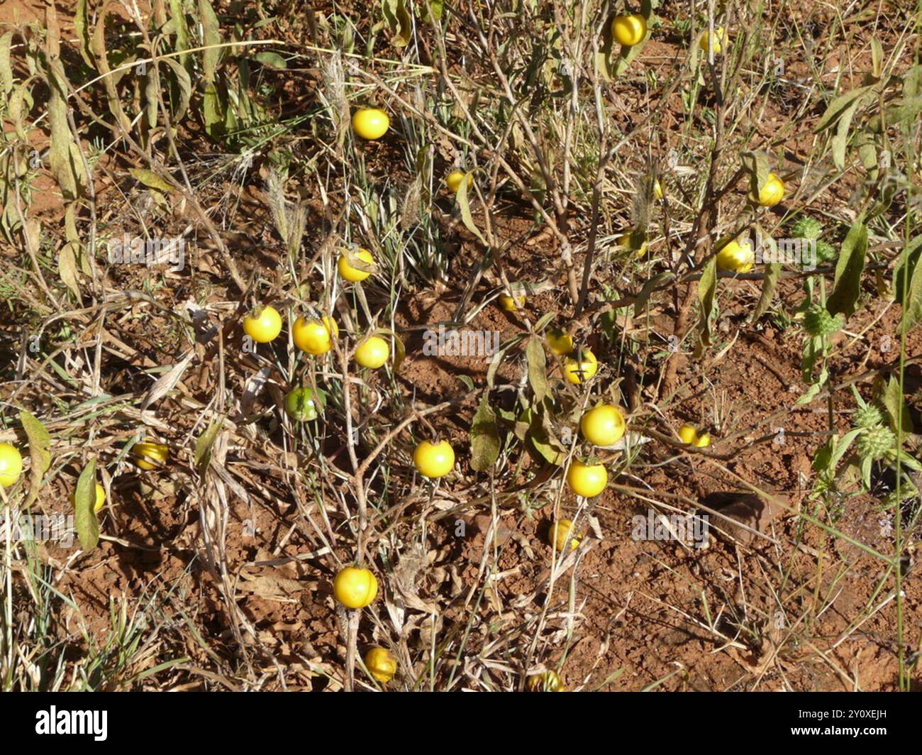 bitter-apple (Solanum campylacanthum) Plantae Stock Photo - Alamy