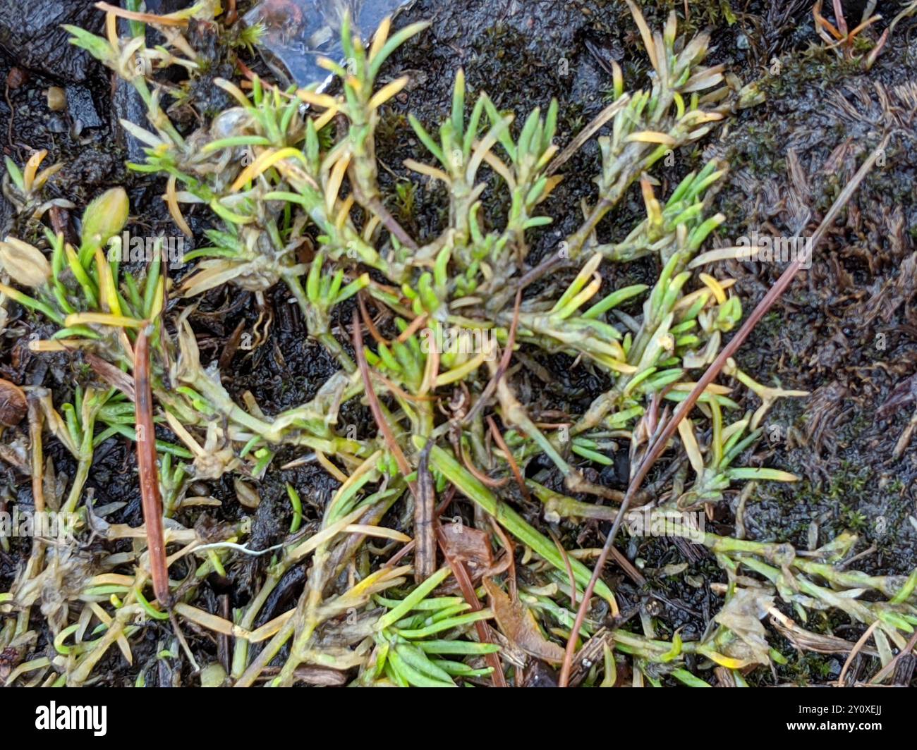 vascular plants (Tracheophyta) Plantae Stock Photo - Alamy