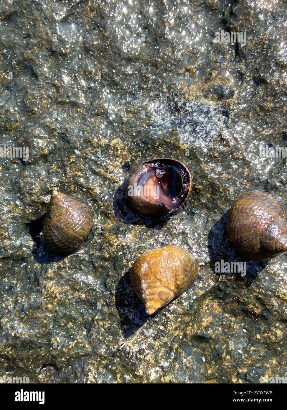 (Tectarius striatus) Mollusca Stock Photo - Alamy