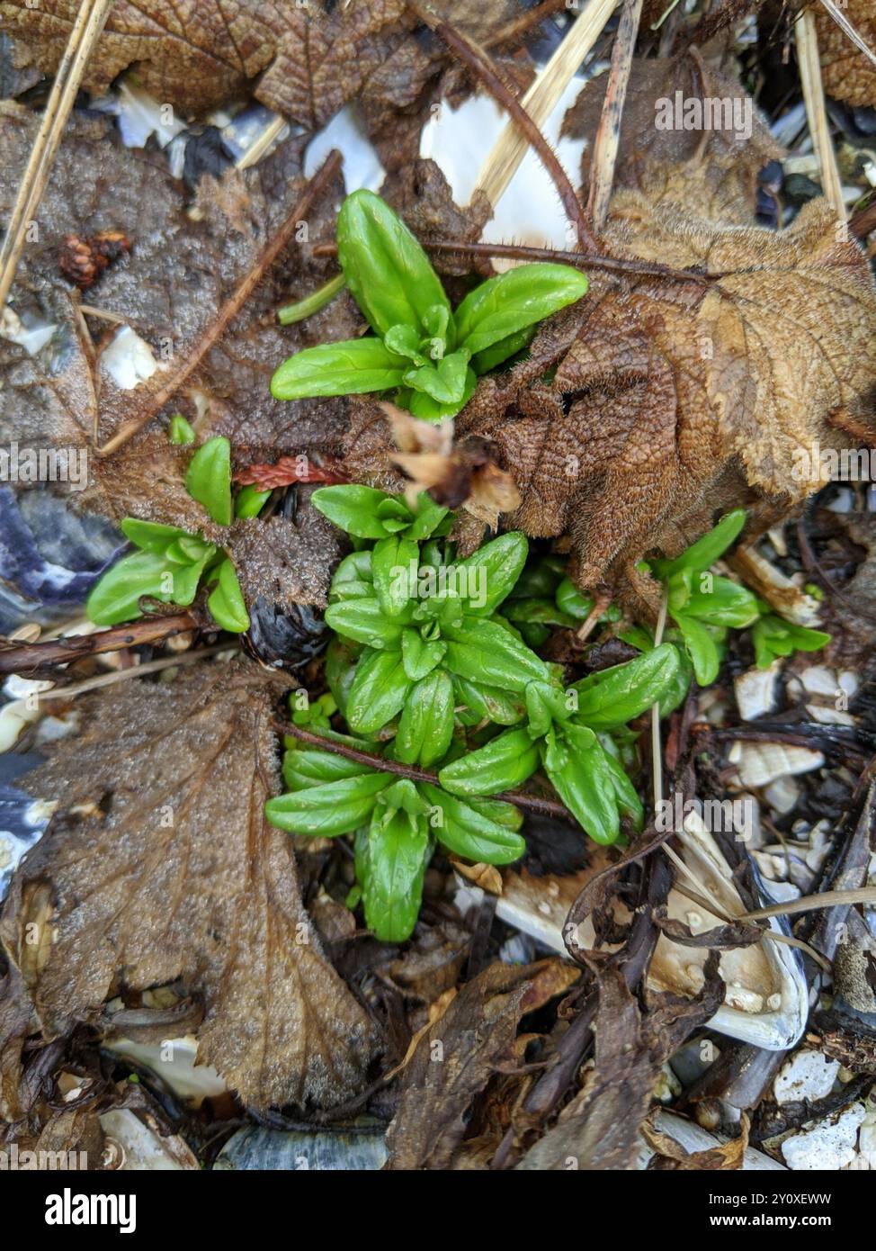 vascular plants (Tracheophyta) Plantae Stock Photo - Alamy