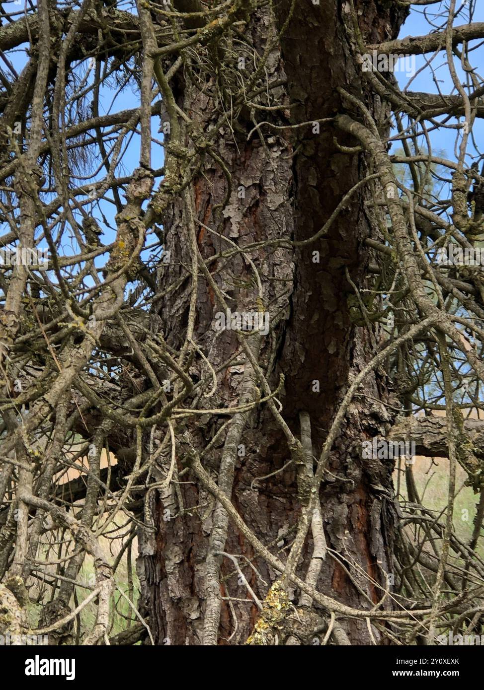 gray pine (Pinus sabiniana) Plantae Stock Photo - Alamy