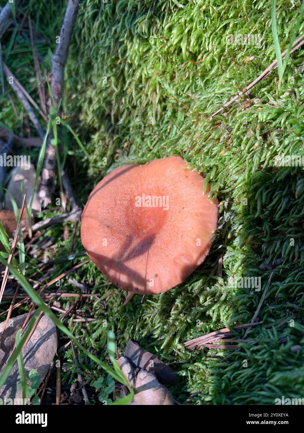 Yellow-staining Milk Cap (Lactarius xanthogalactus) Fungi Stock Photo ...