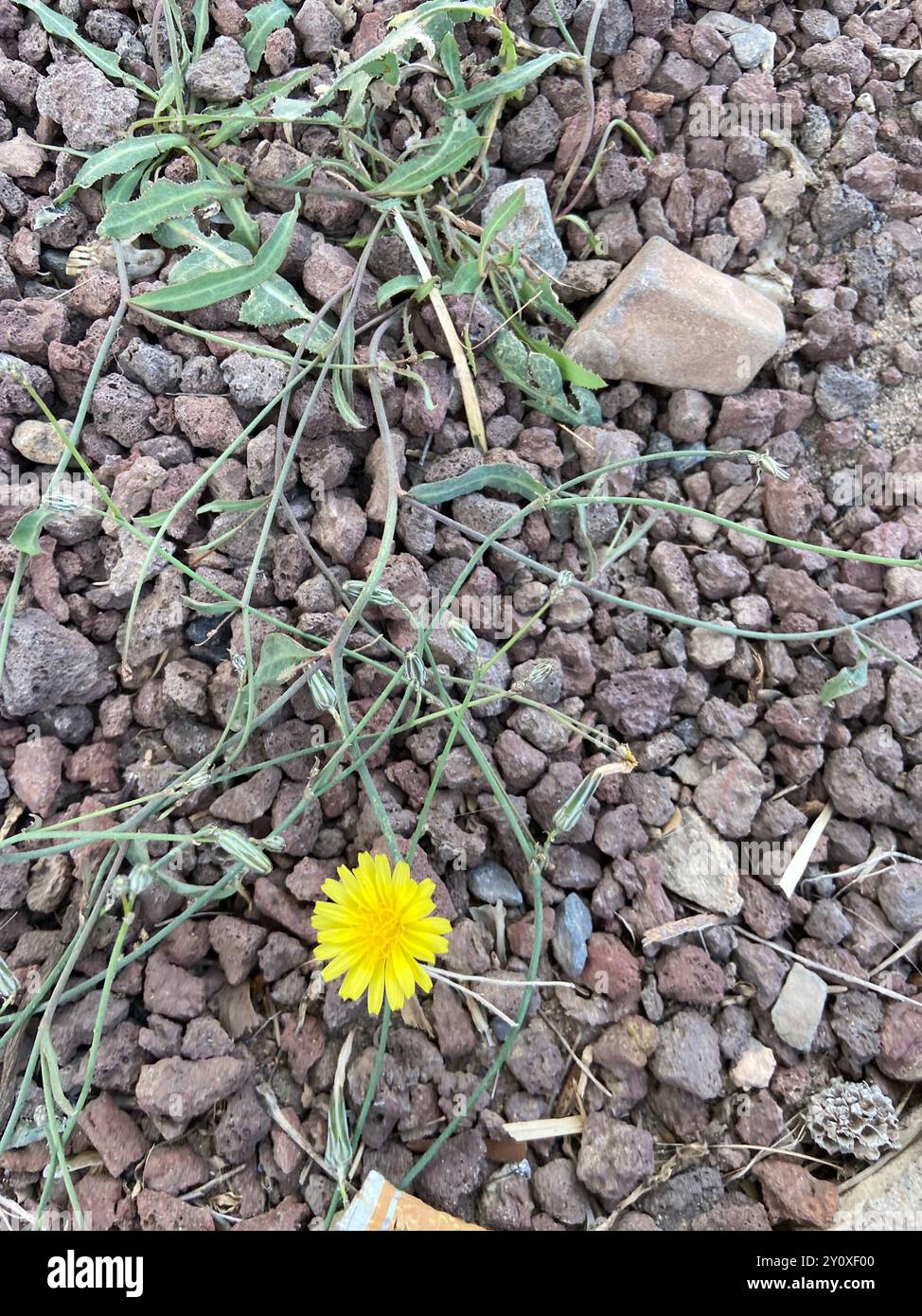 (Launaea nudicaulis) Plantae Stock Photo - Alamy
