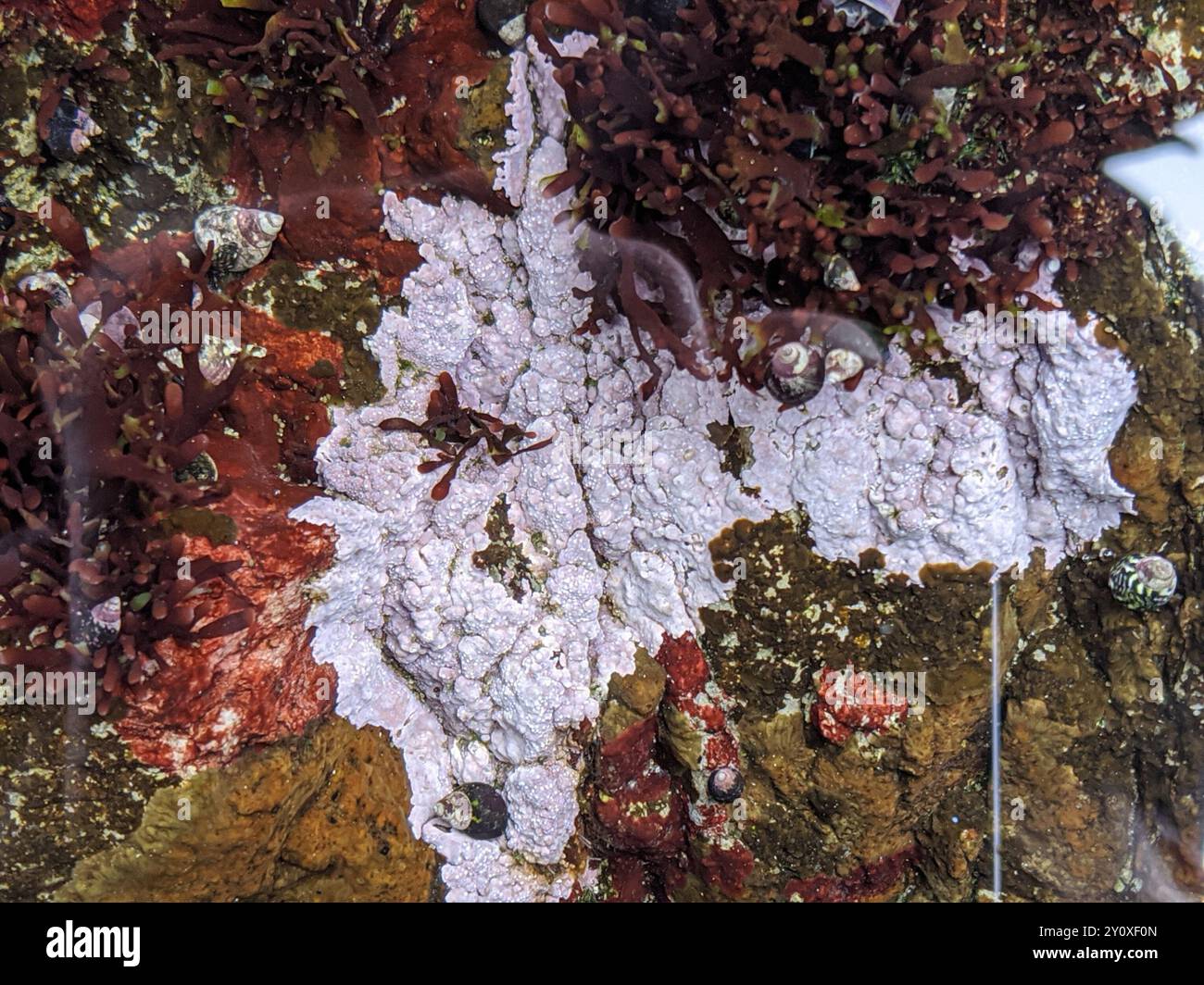 Crustose coralline algae (Lithothamnion) Plantae Stock Photo - Alamy