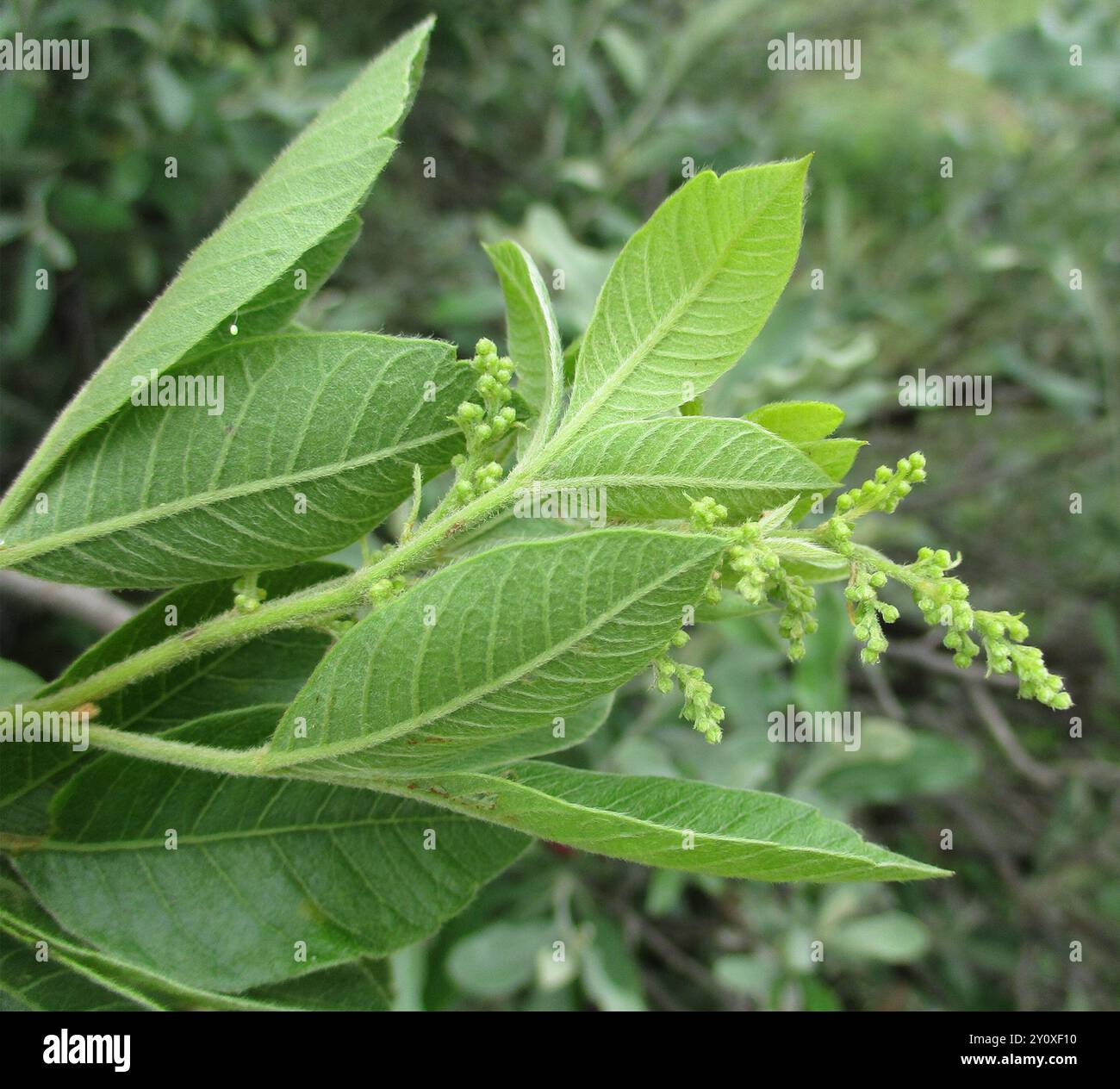 Common currant-rhus (Searsia pyroides) Plantae Stock Photo - Alamy