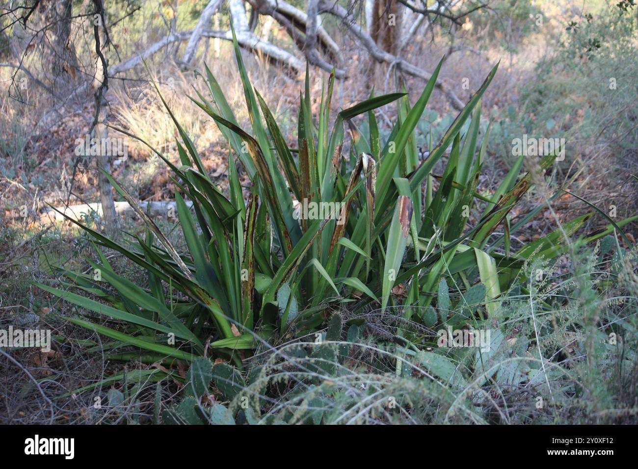 Mauritius hemp (Furcraea foetida) Plantae Stock Photo - Alamy