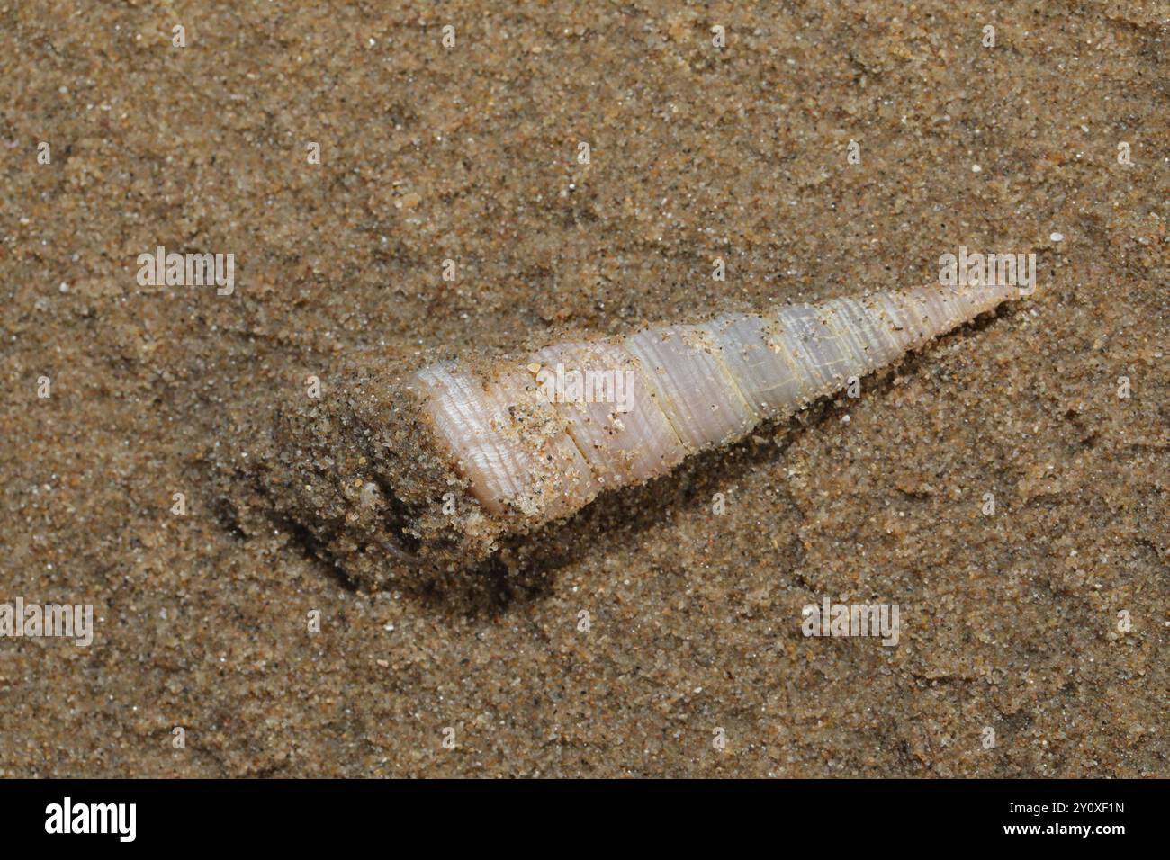 Common Tower Shell (Turritellinella tricarinata) Mollusca Stock Photo ...