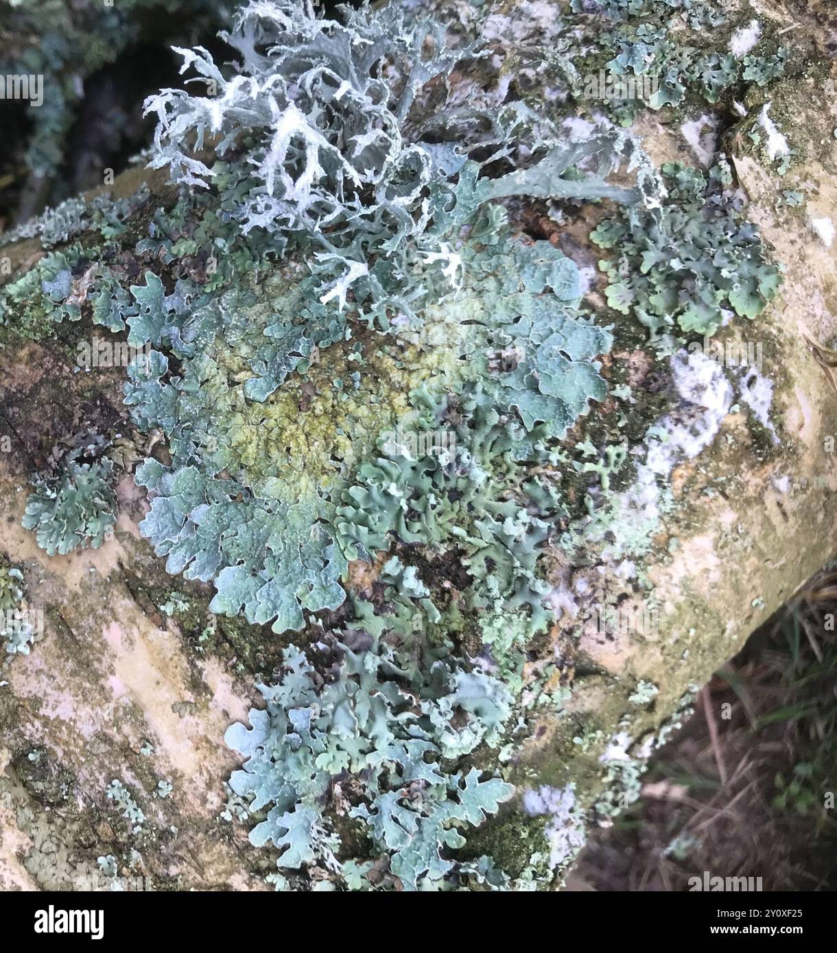 shield lichen (Parmelia sulcata) Fungi Stock Photo - Alamy