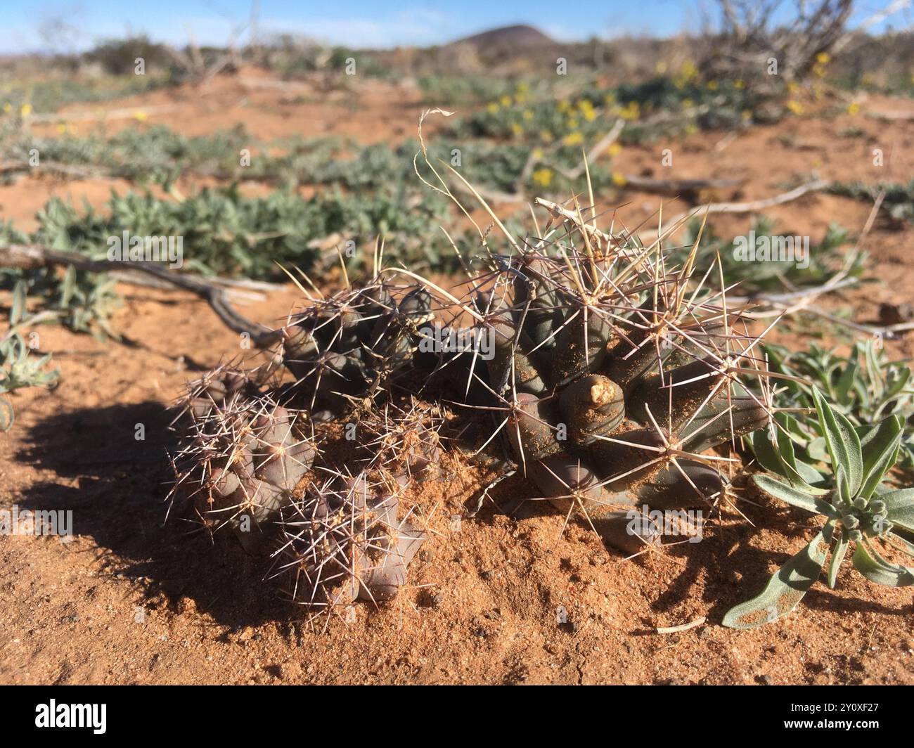 Stout Needle Mulee (Coryphantha robustispina uncinata) Plantae Stock ...