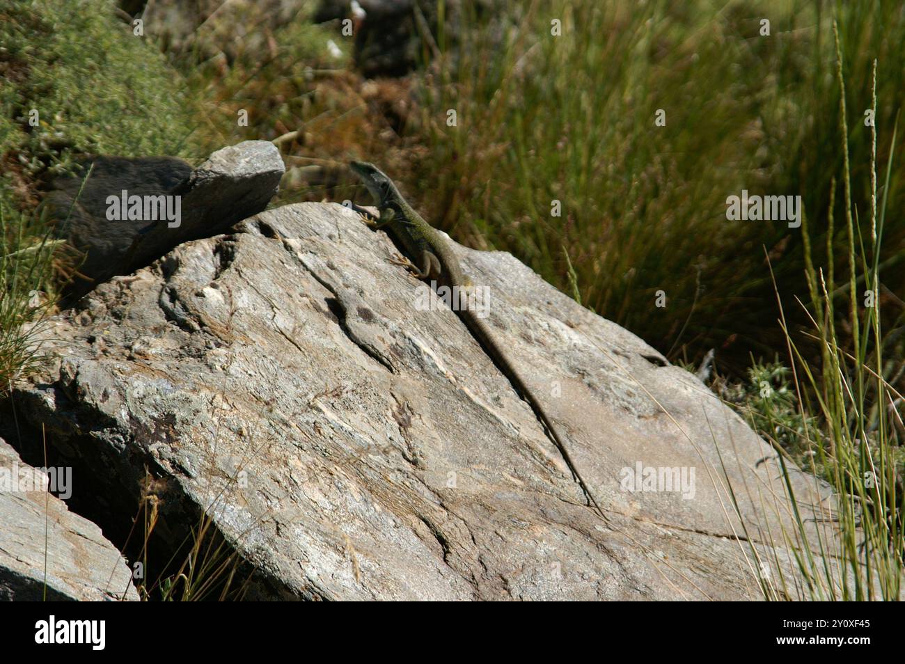 Sierra Nevada Ocellated Lizard (Timon nevadensis) Reptilia Stock Photo ...