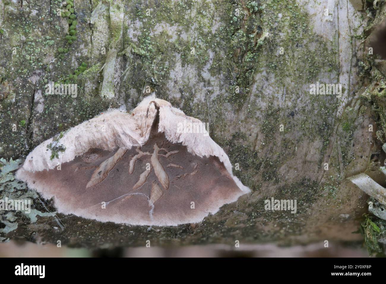 Cylindrobasidium hi-res stock photography and images - Alamy