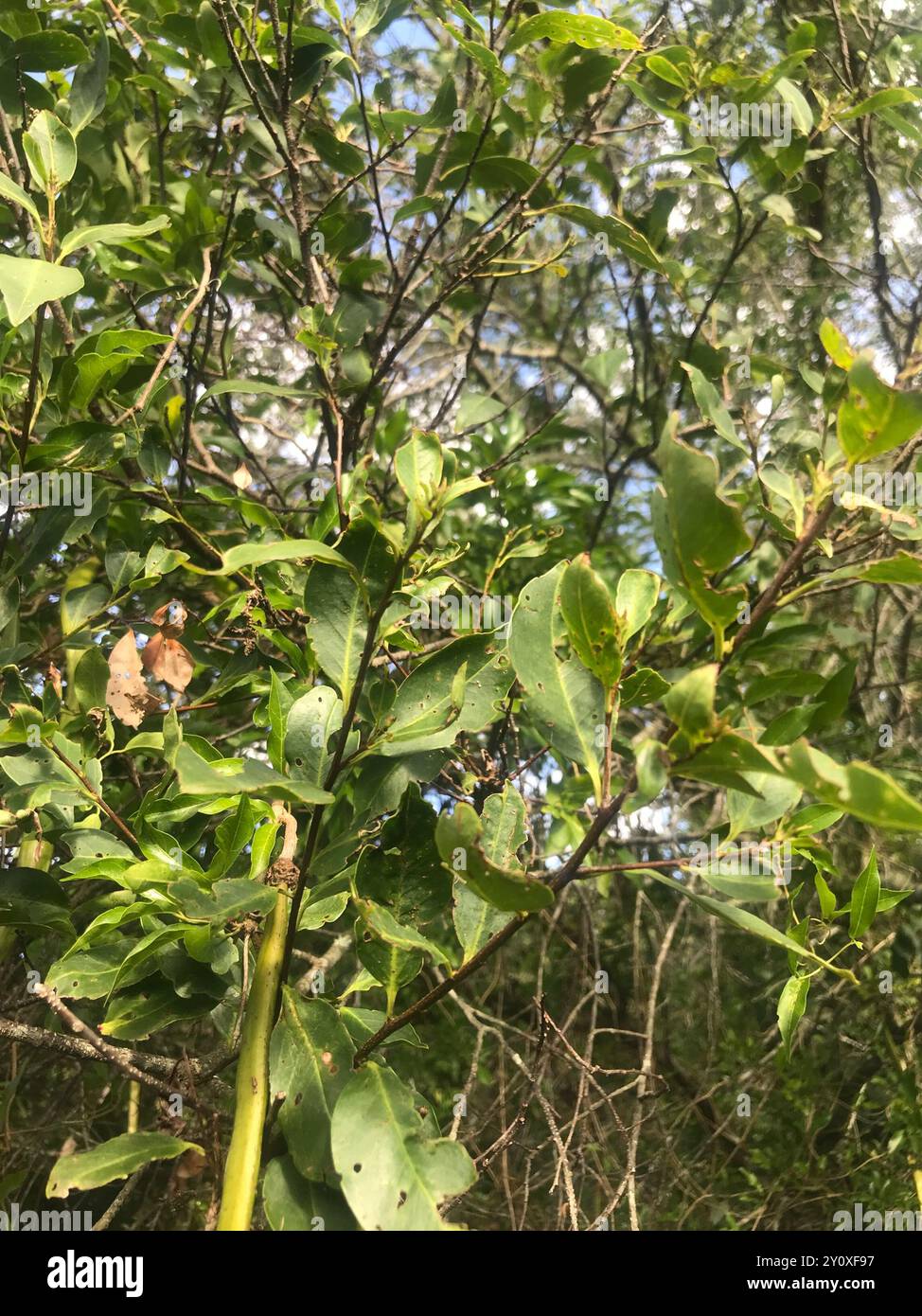 Catclaw vine (Dolichandra unguis-cati) Plantae Stock Photo - Alamy